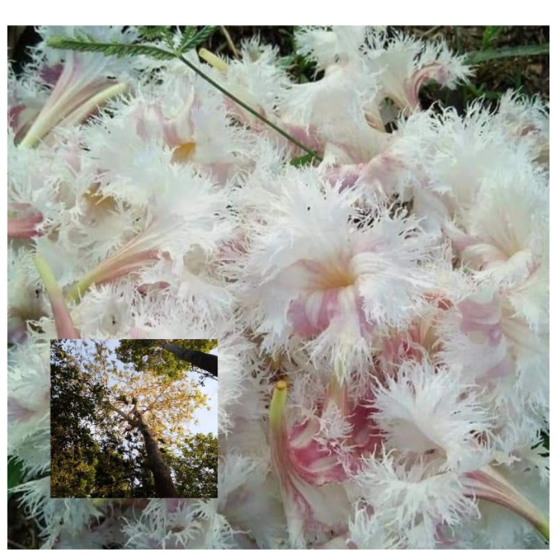 Pokok Bunga Chica Chicar Cica Cicar pokok nadir rare | Shopee Malaysia