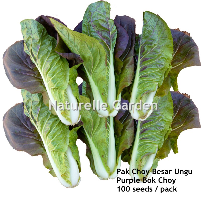 Biji Benih Sayur Pak Choy Besar Ungu Purple Bok Choy Vegetable Seeds ...