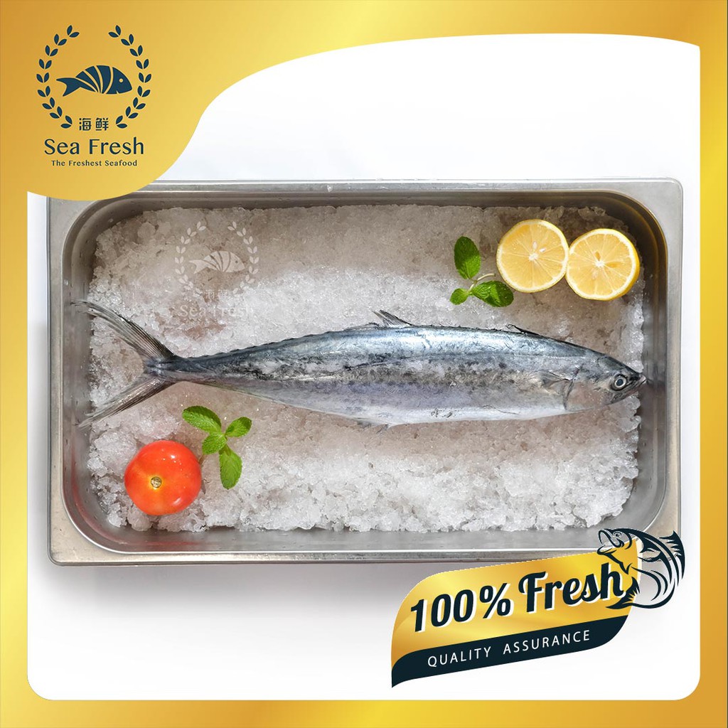 Ikan Tenggiri Bunga | Spotted Spanish Mackerel | Shopee Malaysia