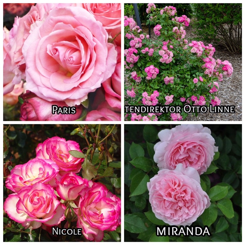 (Part 2 / 4) Pokok bunga ros pelbagai ID- English rose, David Austin ...