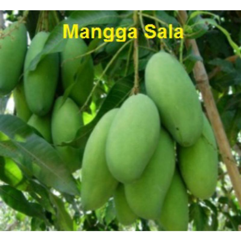mangga sala dan mangga epal 3kg | Shopee Malaysia