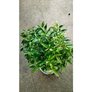 ANAK POKOK BUNGA / Pokok Ervatamia Dwarf Jasmine / Pokok bunga jaleti ...