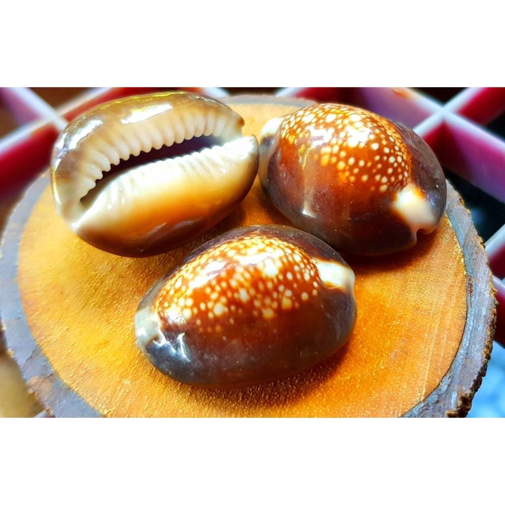 Serpent's-head Cowrie (premium seashells) | Shopee Malaysia