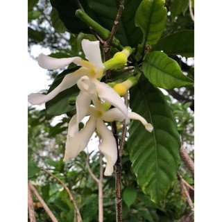 pokok bunga Cempakawali (Samoan Gardenia) | Shopee Malaysia
