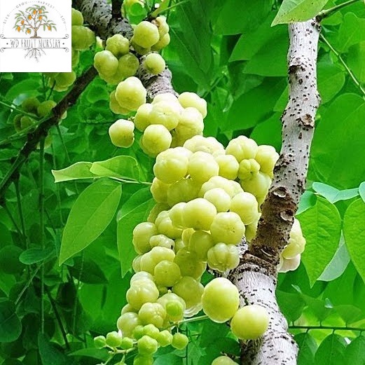 Cermai / pokok cermai / anak pokok cermai / Cermai hybrid | Shopee Malaysia