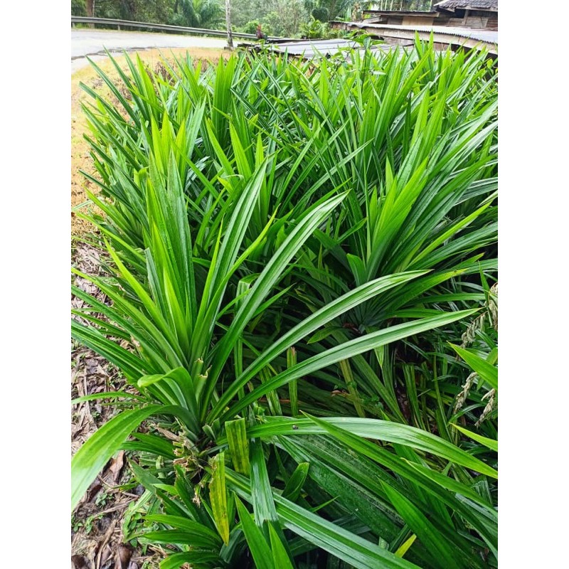 Daun Pandan / Pandan Leaves 200g | Shopee Malaysia