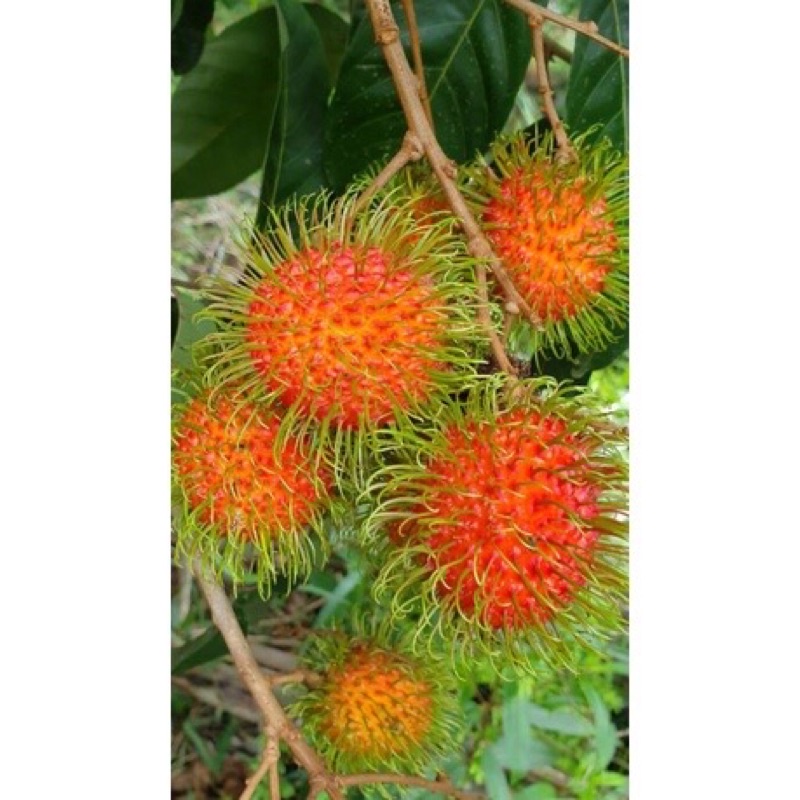 Anak Pokok Rambutan Jarum Mas Hybrid | Shopee Malaysia