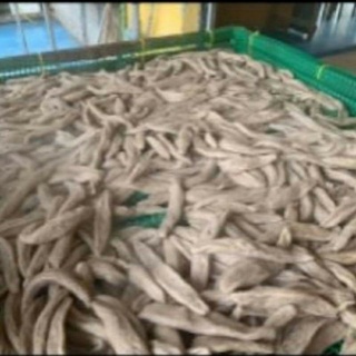 Keropok Lekor Tok Molor Terengganu 1kg+ free sos | Shopee Malaysia