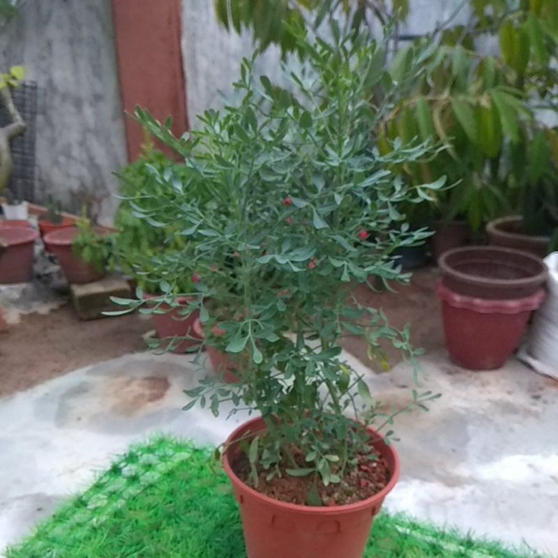 (GG real plant) pokok garuda 驅蚊臭草 halau nyamuk herba herbs daun busuk ...