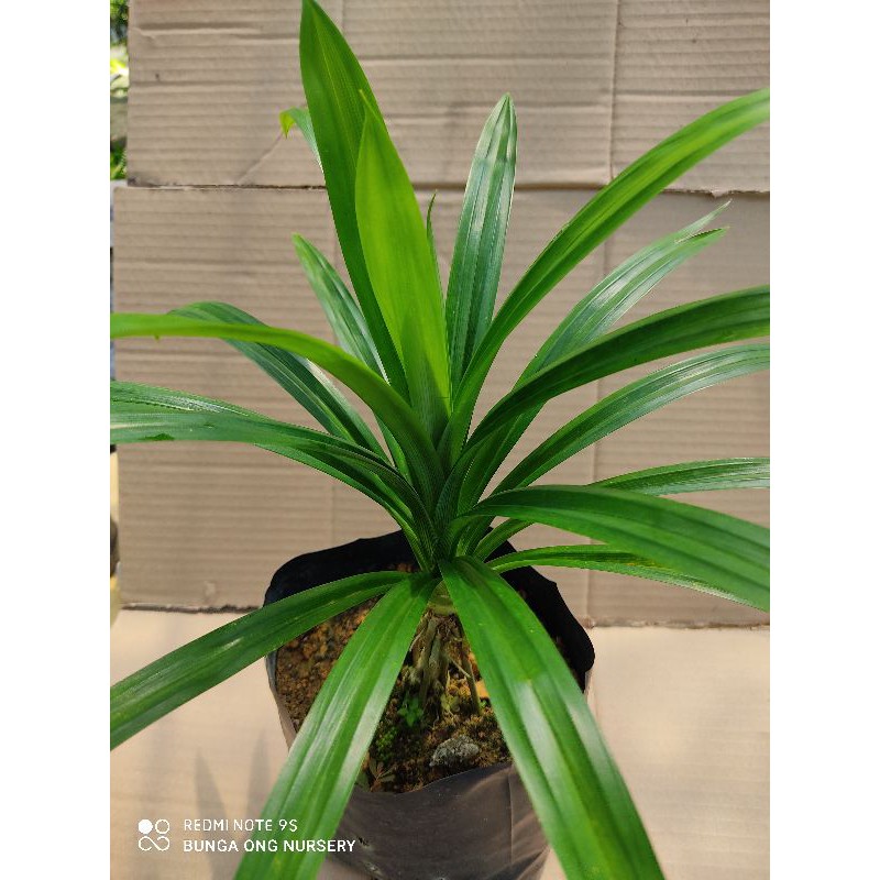 Pokok Pandan( Real Plant) | Shopee Malaysia