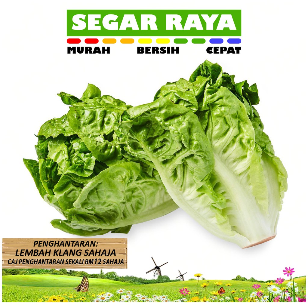 SAYUR Romaine Lettuce (400g+-) SEGAR RAYA | Shopee Malaysia