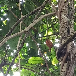 Akar seruntun,patawali 3 keratan (free 1 batang) | Shopee Malaysia