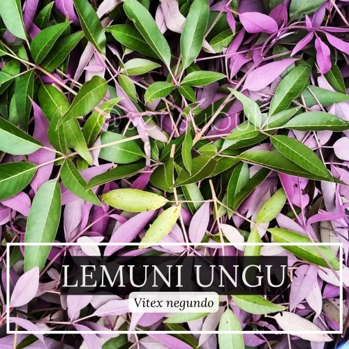LEMUNI UNGU | LAGUNDI | ANAK POKOK | Shopee Malaysia