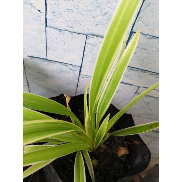 pokok spider plant murah | Shopee Malaysia