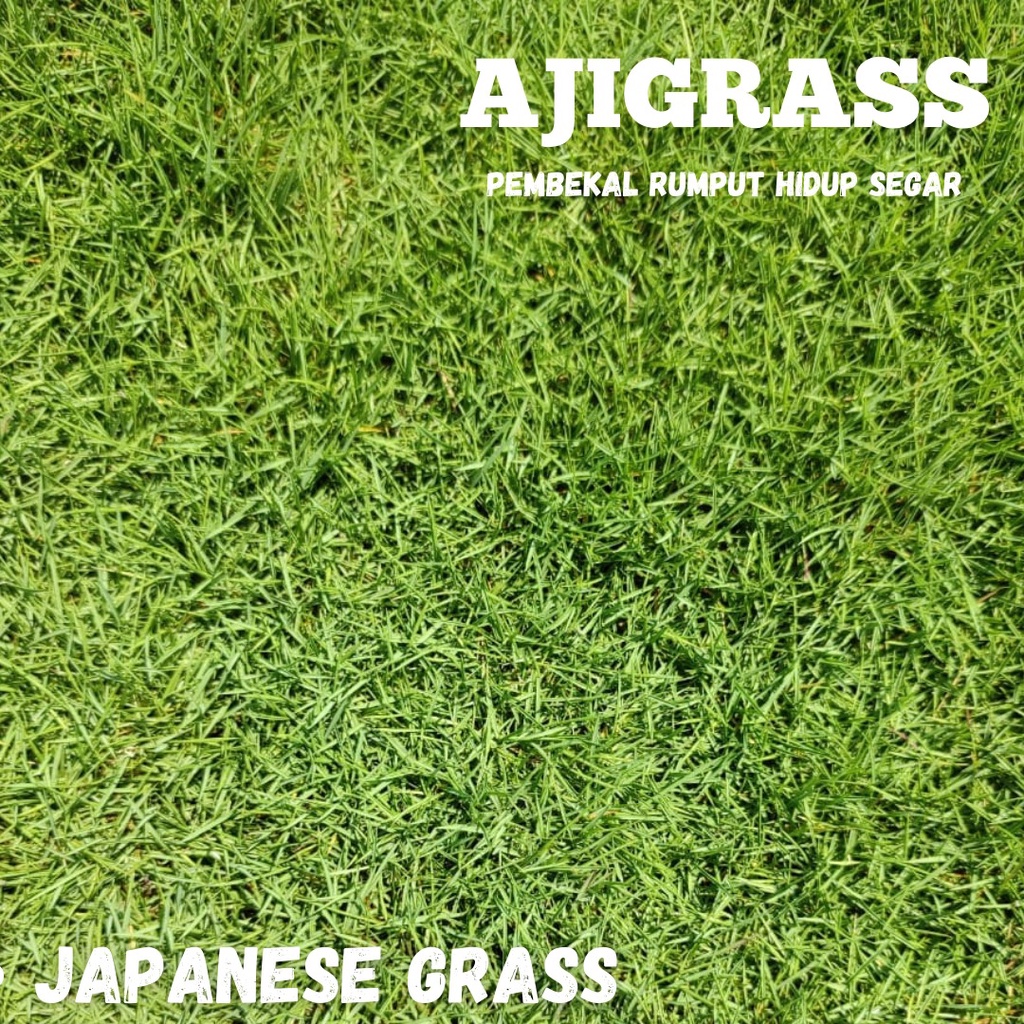 Japanese Grass Rumput Carpet Jepun Rumput Hidup | Shopee Malaysia