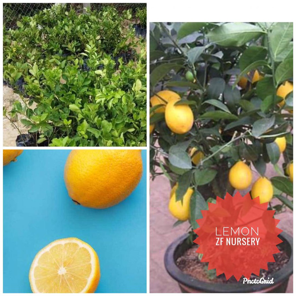 Anak pokok Lemon Kuning | Shopee Malaysia