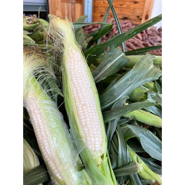 JAGUNG SUSU GRED A CAMERON HIGHLANDS | Shopee Malaysia