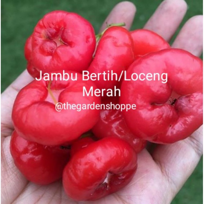 Anak Pokok Jambu Loceng/Bertih (Merah/Putih) | Shopee Malaysia