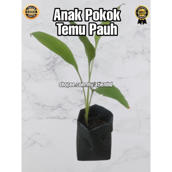 Pokok Temu Pauh **anak pokok dalam polybag | Shopee Malaysia