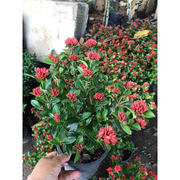 Pokok ixora / jejarum / siantan bunga wangi madagascar ixora, ixora ...