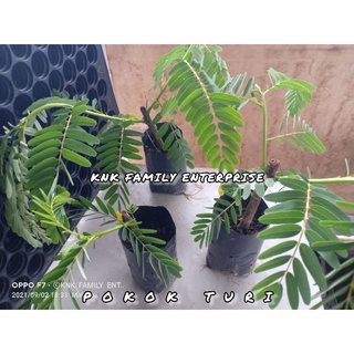 POKOK TURI SUBUR DAN SEGAR | Shopee Malaysia