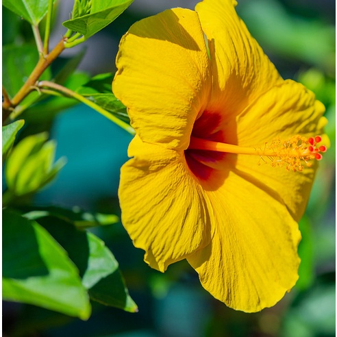 Bunga Raya/Hibiscus, warna KUNING (Outdoor Plant/Pokok Bunga Hidup ...