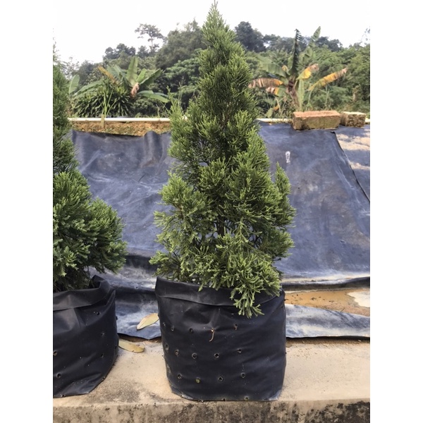 Anak Pokok Pencil Pine / Pokok Krismas | Shopee Malaysia