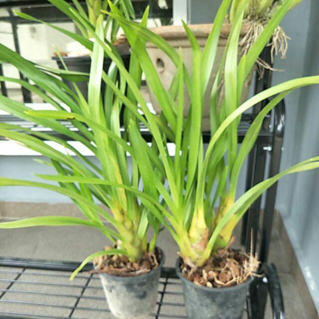 ORKID HARIMAU RARE BUNGA KUNING | Shopee Malaysia