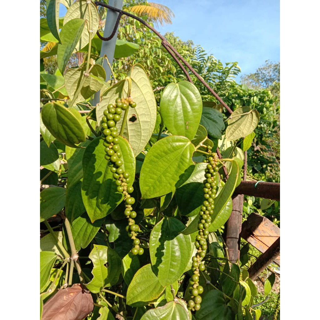 Anak Pokok Lada Hitam 3 kaki | Shopee Malaysia