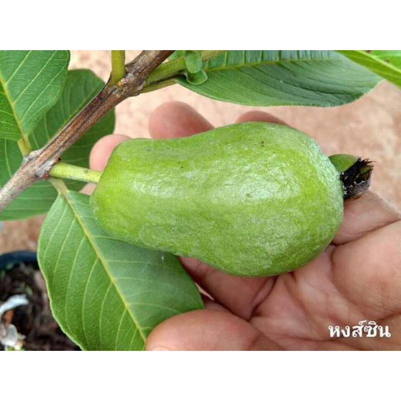jambu batu pink bujur, watermelon guava (real plant/anak pokok ...