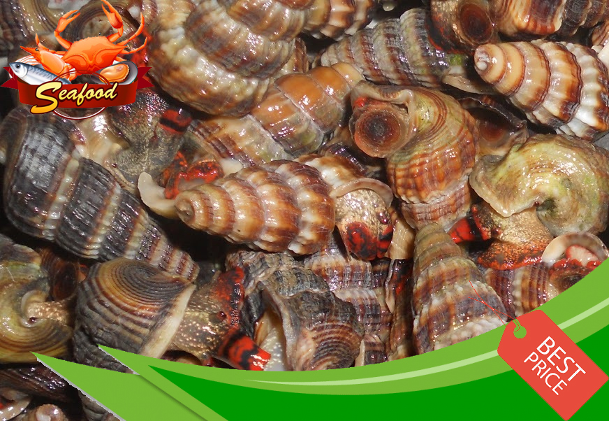 Siput Sedut / Sea Snail - 1kg/pkt | Shopee Malaysia