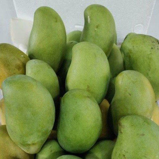 MANGO SUSU LEMAK MANIS (3-4 biji +/-1.1kg) | Shopee Malaysia