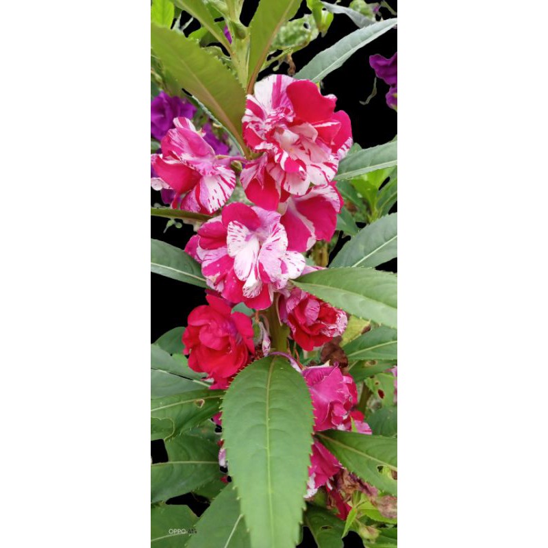 BENIH BUNGA KEEMBONG 5 WARNA (MIX) /BALSAMINA/BUNGA LEGEND/WARNA WARNI ...