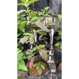 Tulsi Kemangi Merah / Red Holy Basil - Pokok Hidup / Live Plant (Ocimum ...