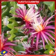 Bunga Bakawali Anak Pokok Bunga Bakawali Fishbone ZigZag Pokok Hiasan ...