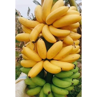 Pisang Kapas (Musa Acuminata Colla) - Pokok Hidup Besar / Big Live ...