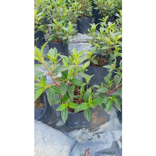 senduduk purple,pokok hidup, bunga warna purple | Shopee Malaysia