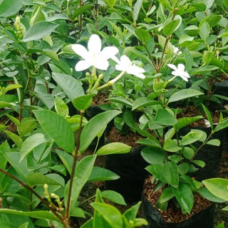pokok bunga melur siam/ melur Batu/ jasmine sambal thai/ thai water ...