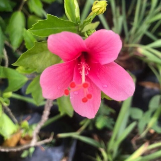 pokok bunga raya kecil tiny tina | Shopee Malaysia