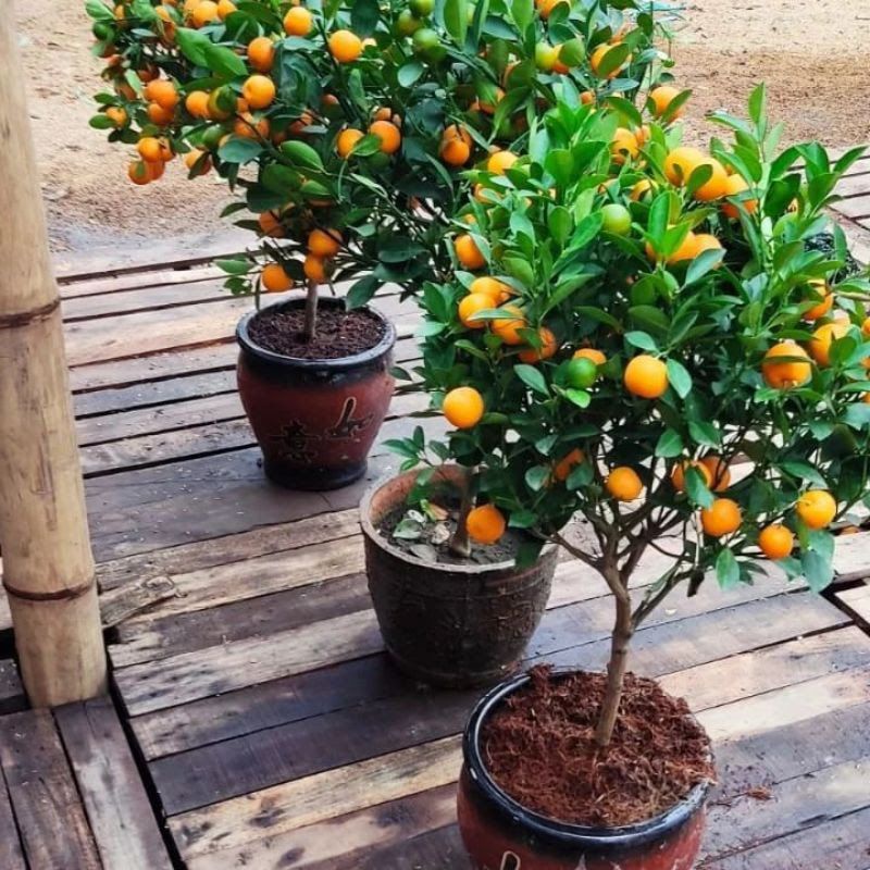 Anak Pokok Limau Santang Madu | Shopee Malaysia
