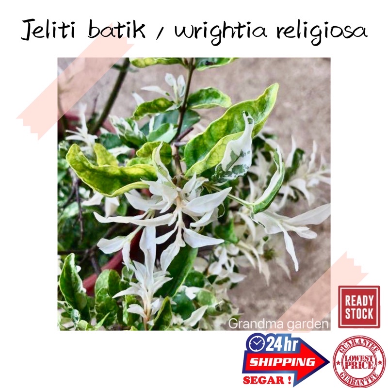(GG real plant) wrightia religiosa variegata ^ jeliti batik variegated ...
