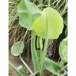 keladi bunting/paku rawan/ genjer/merawan/ selipat/ bunga kelayor ...