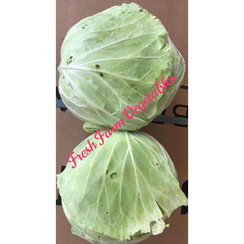 Cabbage/Kubis bulat 1KG | Shopee Malaysia
