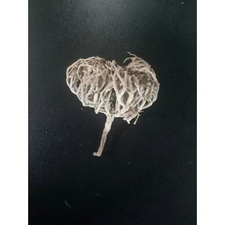 Pokok genggam Fatimah/Akar Fatimah/Sanggul fatimah/Kaf Maryam | Shopee ...