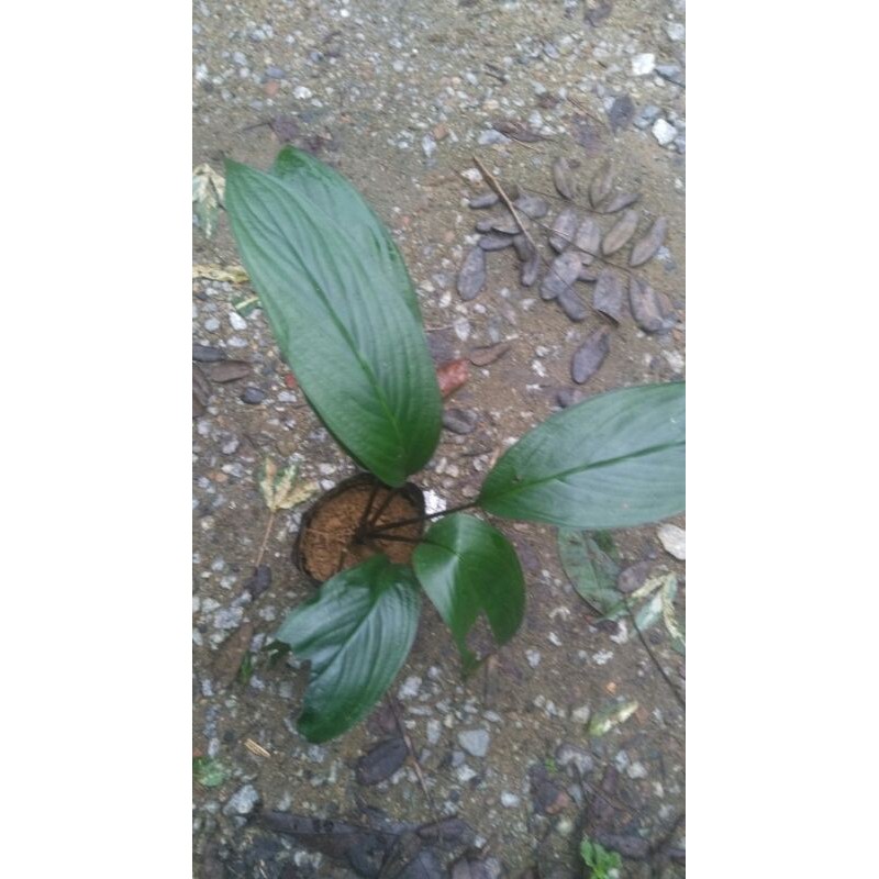 Keladi murai / tacca sp | Shopee Malaysia