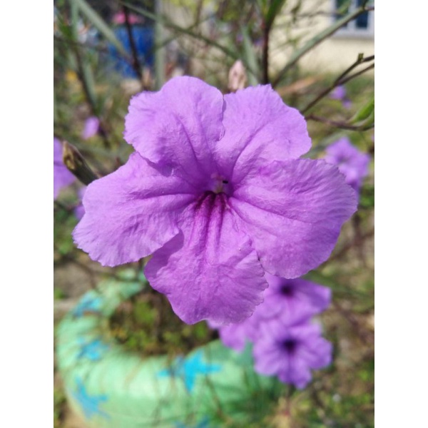 BUNGA UNGU RUELLIA (Keratan batang) | Shopee Malaysia