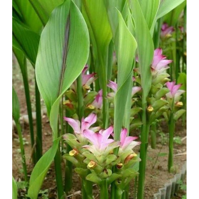 Pokok Temu Mangga/Pauh (polybag) | Shopee Malaysia