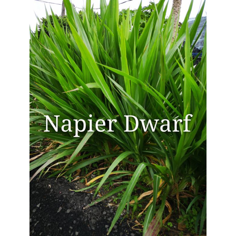 Napier Dwarf/Napier Pandan Sebatang | Shopee Malaysia