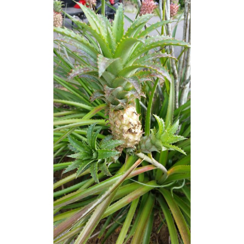 Nanas Batu (sebagai ubatan) pokok sahaja | Shopee Malaysia
