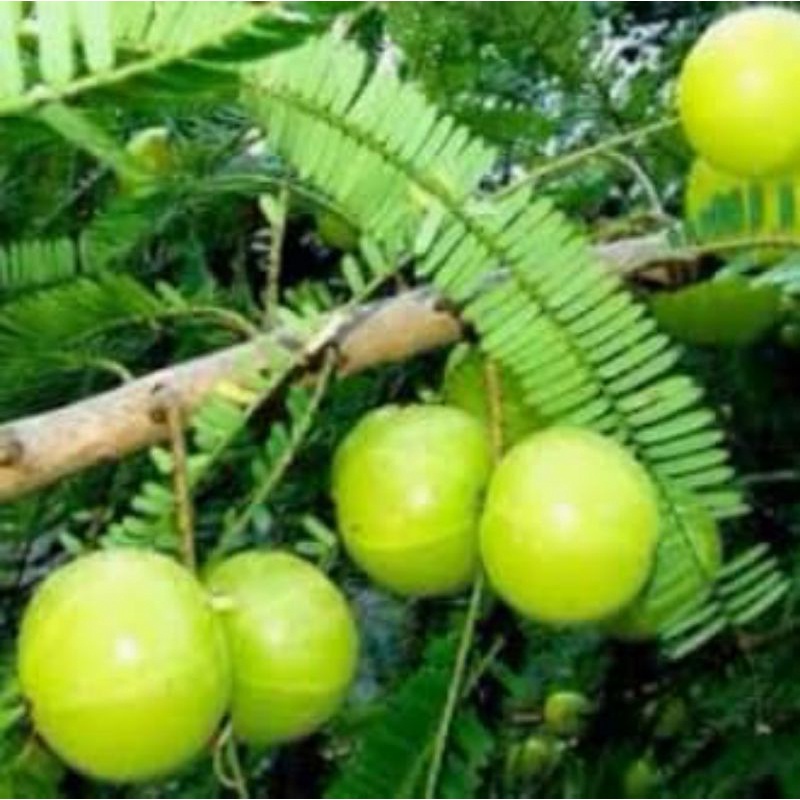 MIRACLE FRUIT AMLA [Rare] Anak Pokok Malaka/ Live Plant/ INDIAN ...